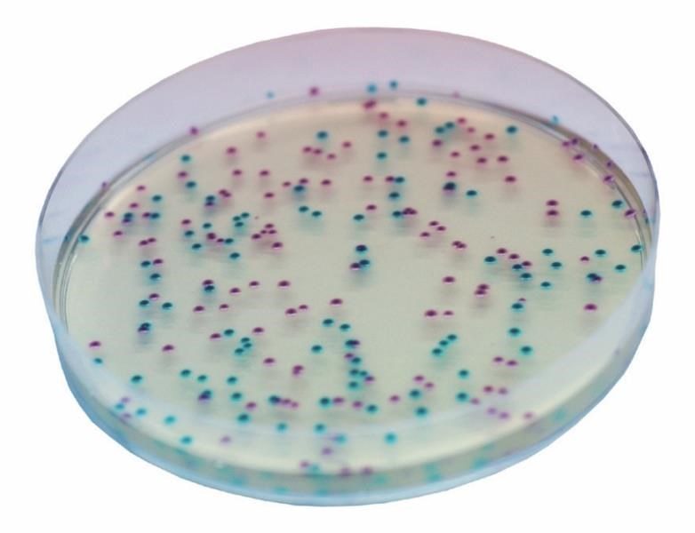 Labema - Life Science and Biotechnology expert