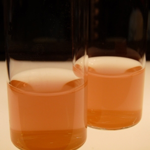 Selenite Broth Base | Labema - Life Science and Biotechnology expert