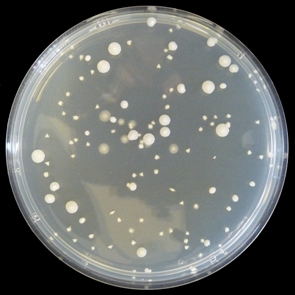 Labema - life science - ja bioteknologia-alan asiantuntija