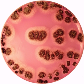 Labema - Life Science and Biotechnology expert